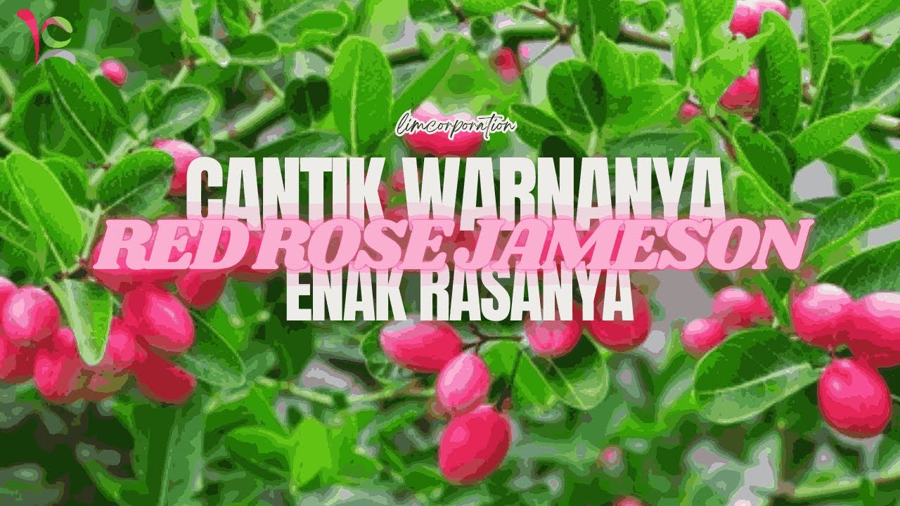 🍒 Red Rose Jameson Fruit Buah Tropis Merah Menyegarkan & Kaya Manfaat 🌱 ...