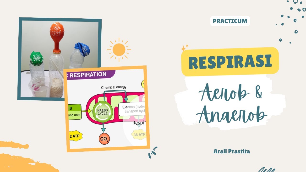 Praktikum : Respirasi Aerob dan Anaerob - YouTube