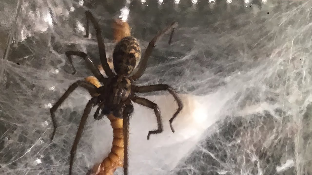 Cardinal Spider and Cardinal Spiderlings - YouTube