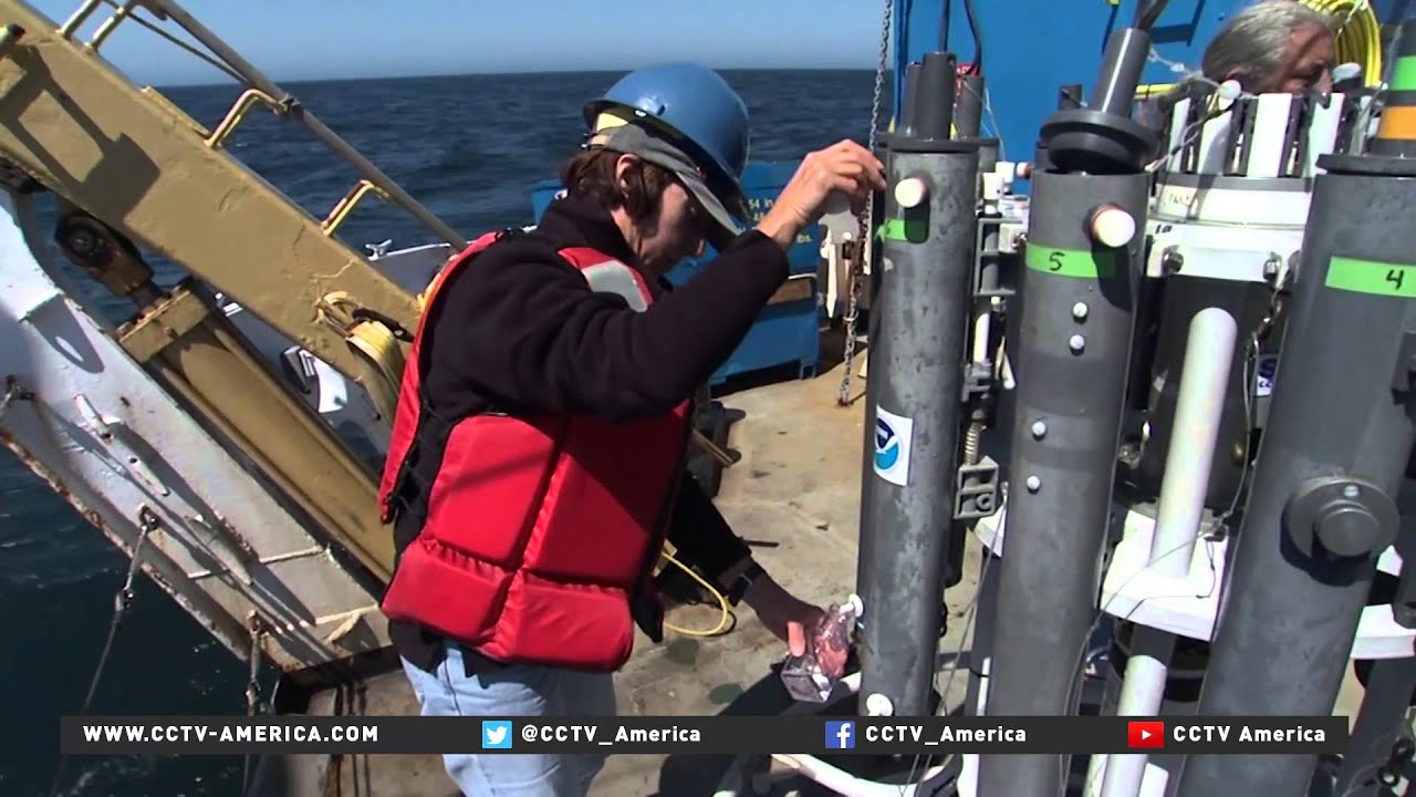 Researchers say Atlantic cod nearing extinction due to global warming ...