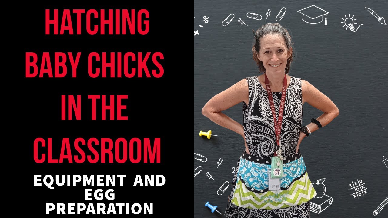 Hatching Baby Chicks in the Classroom - Getting Set Up - YouTube
