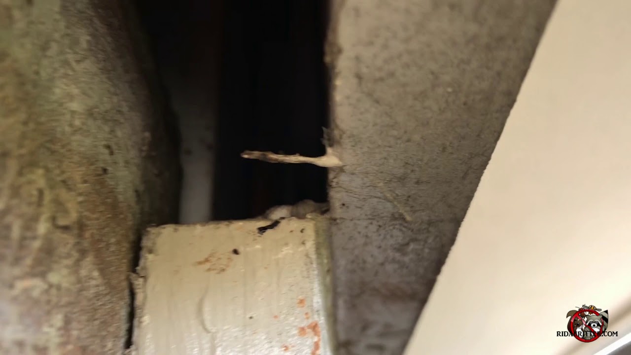 How Mice and Rats Got Into a House in Atlanta - YouTube