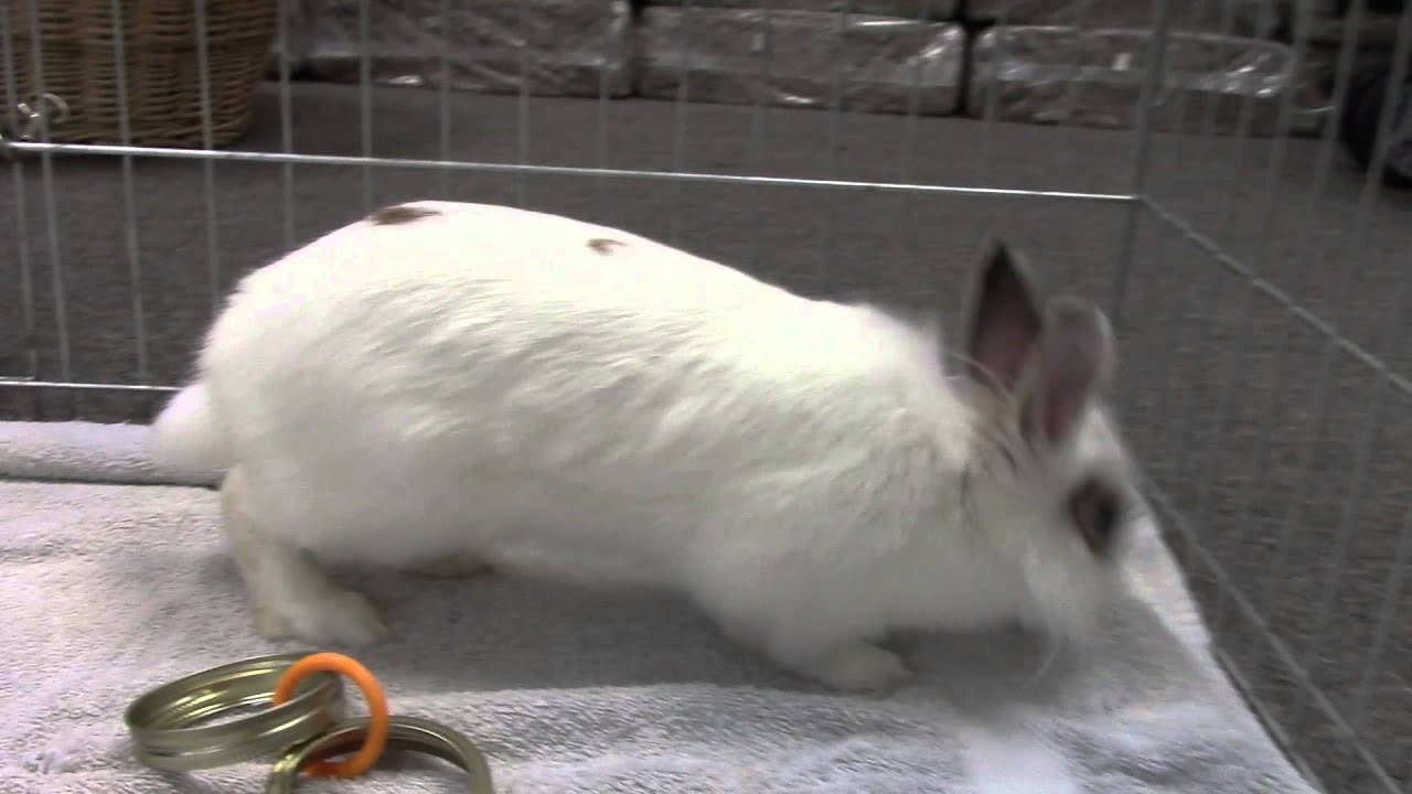 San Diego House Rabbit Society - Elway - YouTube