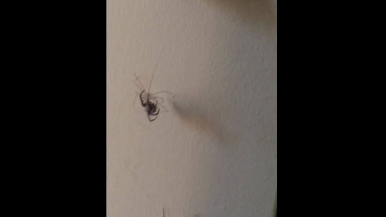 Why Daddy Long Legs are OK to have in your house! - YouTube