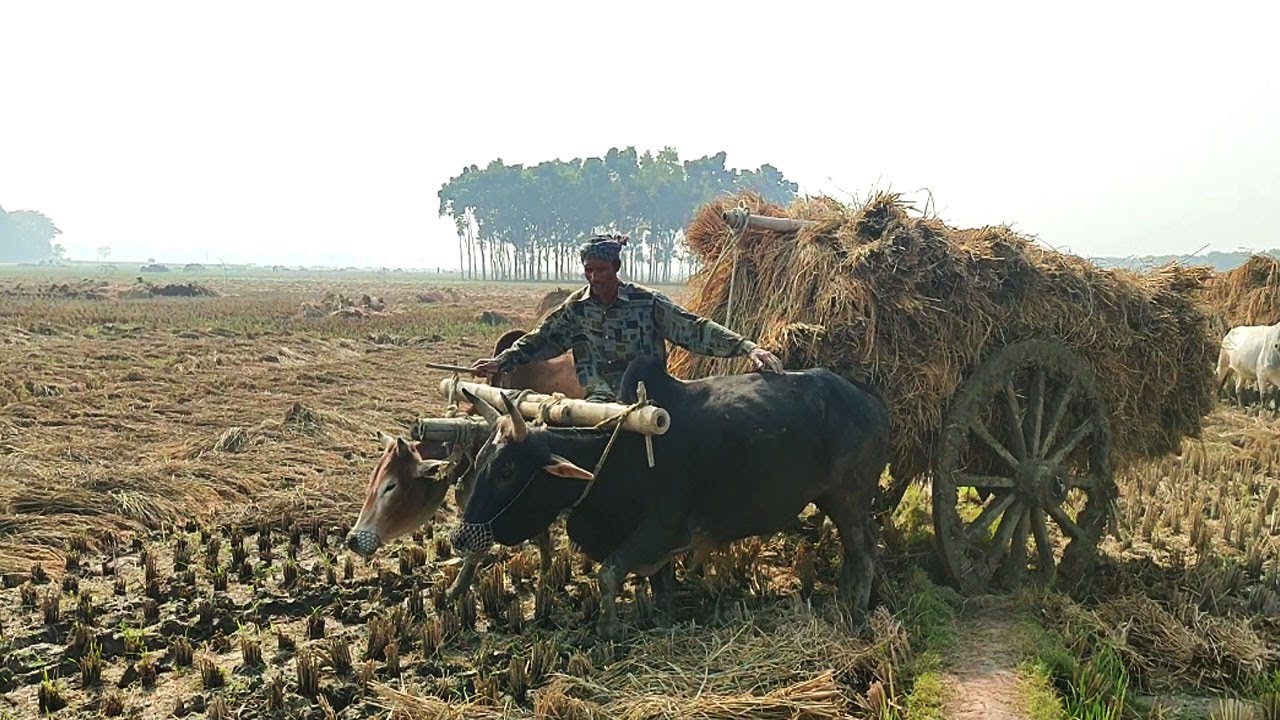 Cow cart Paddy Transport system in Bangladesh // Bullock Cart videos ...