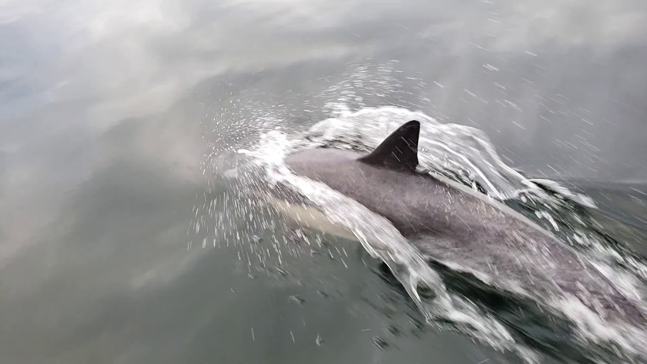 Amazing Puget Sound Dolphin encounter. - YouTube