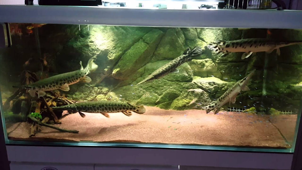 스포티드가아 트로피칼 가아 항 tropical gar spotted gar - YouTube