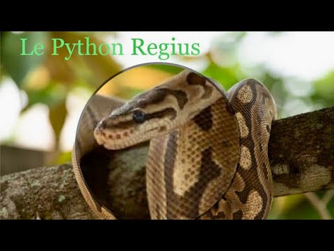 La Star mondial des terrarium ! Présentation du Python Regius - YouTube