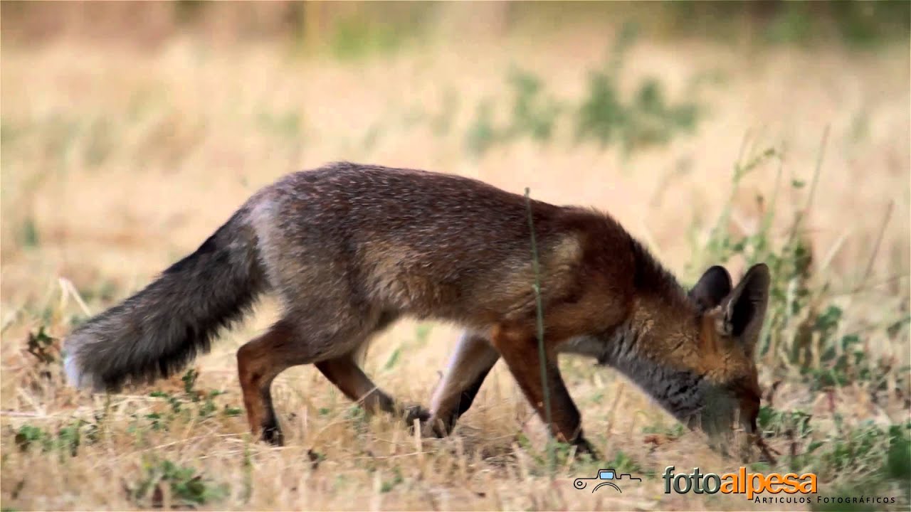 Zorro (Vulpes vulpes) - YouTube