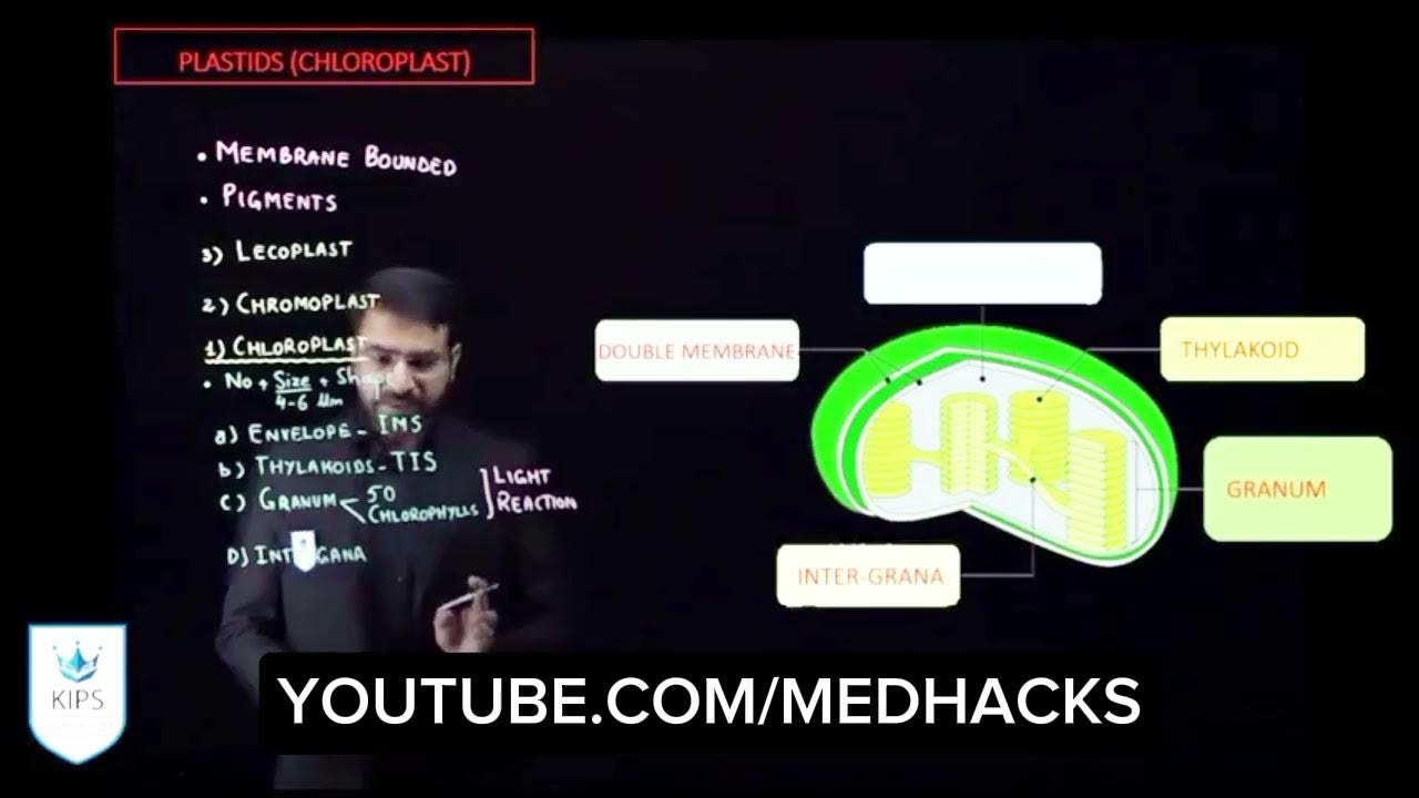 Plastids | Cell structure and function | kips lecture - YouTube