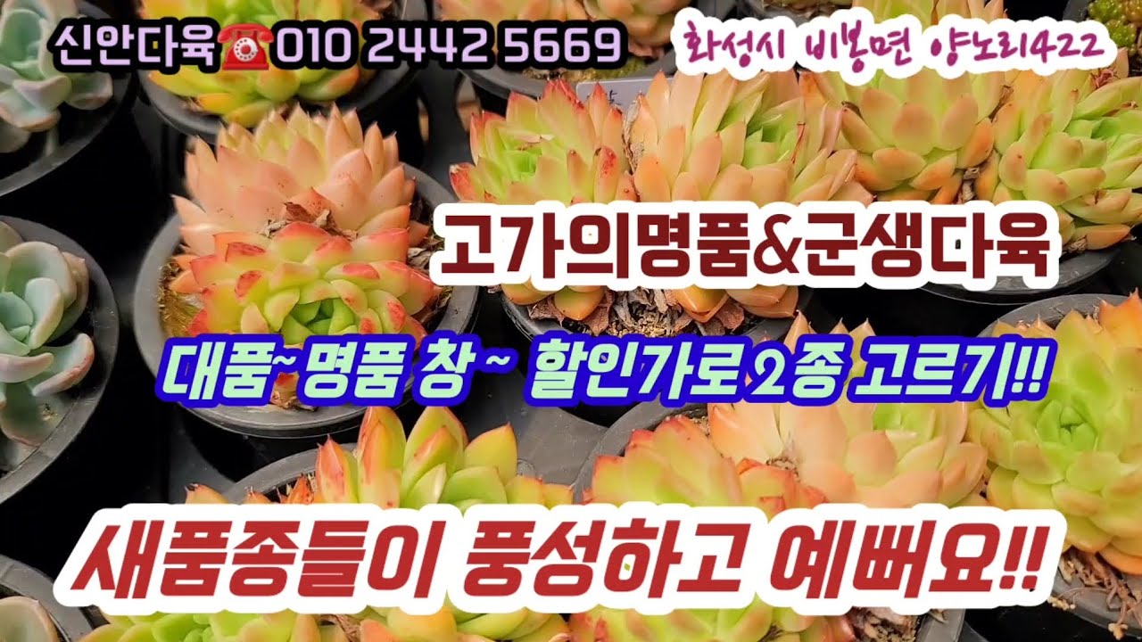 군생다육들 새로 준비 모듬가4천원대 대품 몸값거한 고급종 창을 2종 내맘대로 고르기 임페리얼로즈 가이아대품 간츠 할리
