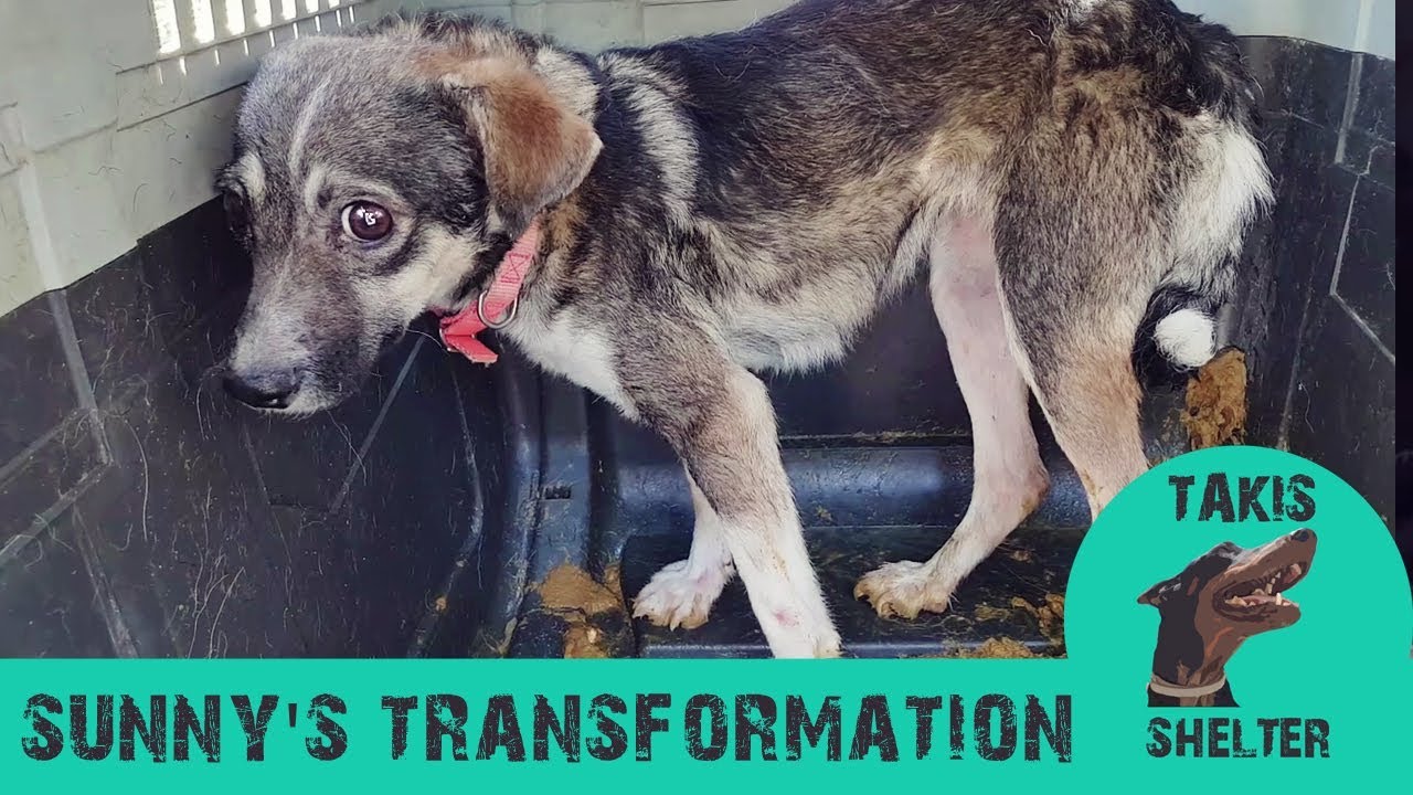Terrified dog gets amazing transformation - Sunny - Takis Shelter - YouTube