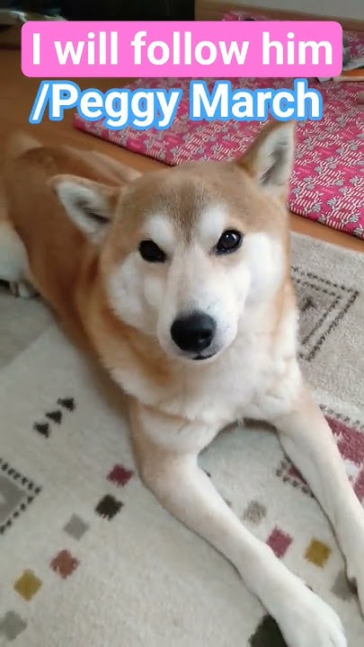 僕はビートルズが大好き🎸 I will follow him /Peggy March 愛のシャリオ ＃柴犬 ＃柴犬マルちゃん ＃Shiba Inu Maru-chan - YouTube