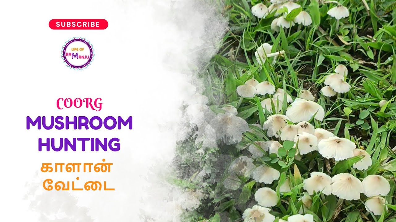 காளான் வேட்டை || Wild mushroom hunting @Coorg with bro and family and ...