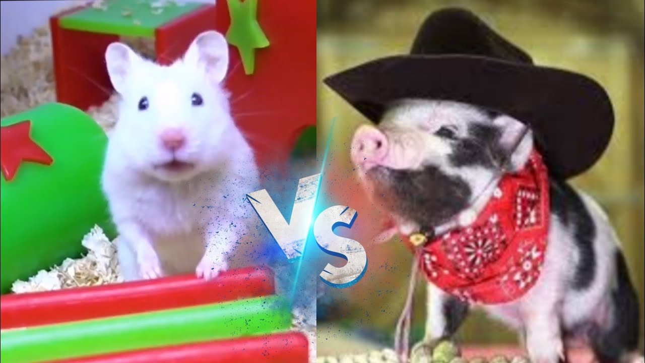 🐷🐷 KUCING LUCU - The Funniest Mouse vs Pig Cute Video 🐭🐭 #1 - YouTube