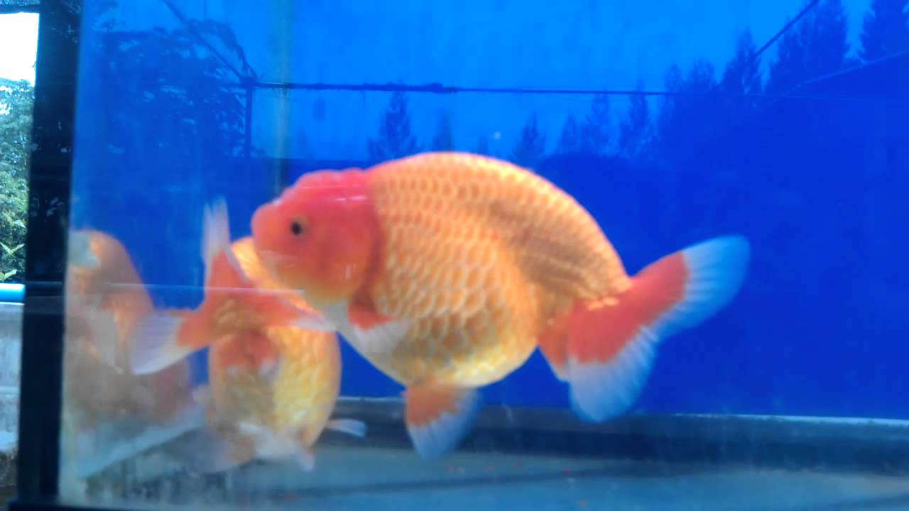 Side view Ranchu - YouTube