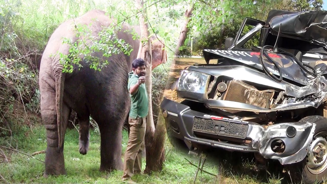 9 Feet Elephant injured from a fatal road accident given the treatment ...