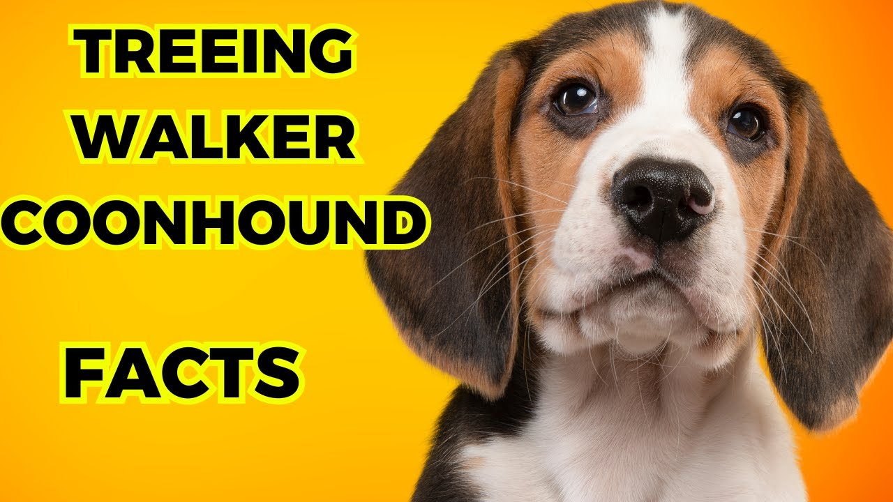 Treeing walker coonhound - Top 10 Facts - YouTube