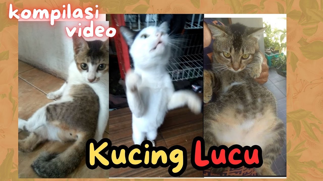 Kompilasi Video Kucing Lucu Episde 5 - YouTube