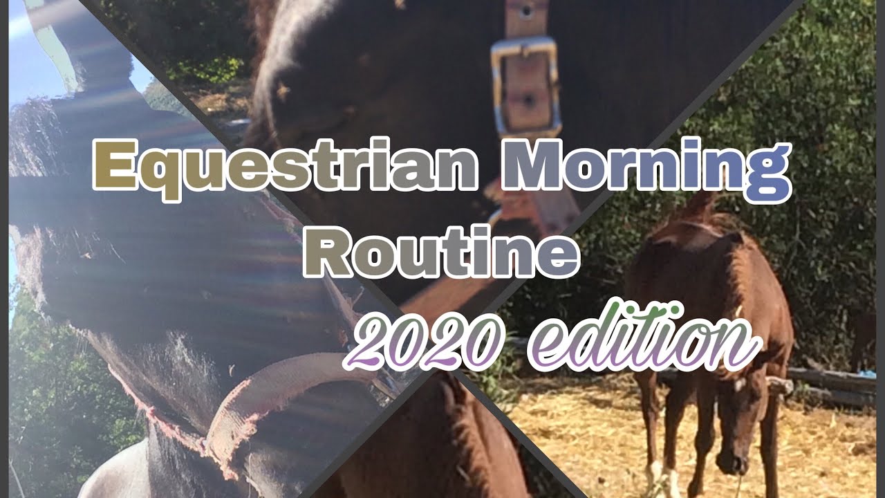 EQUESTRIAN MORNING ROUTINE | 2020 SUMMER EDITION - YouTube