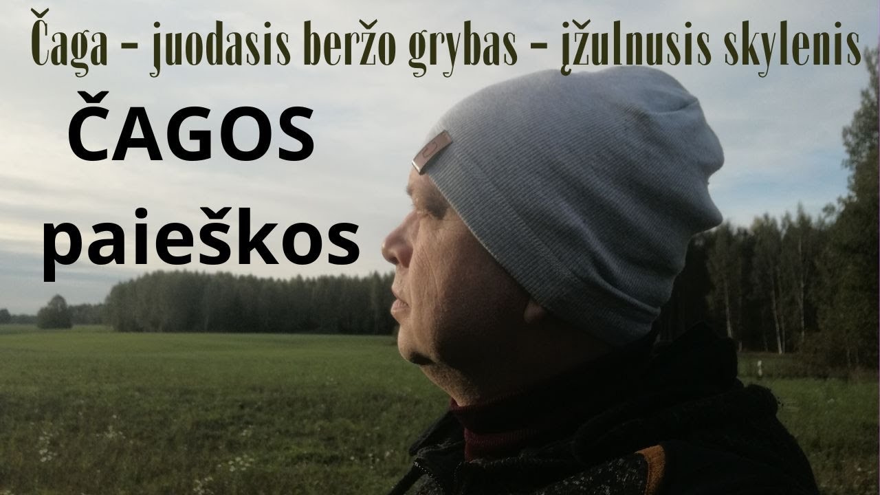 Čaga - juodasis beržo grybas - įžulnusis skylenis chaga grybas - YouTube