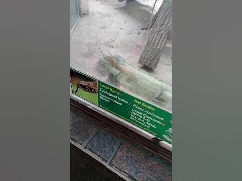 Girgiti/girgiti - YouTube