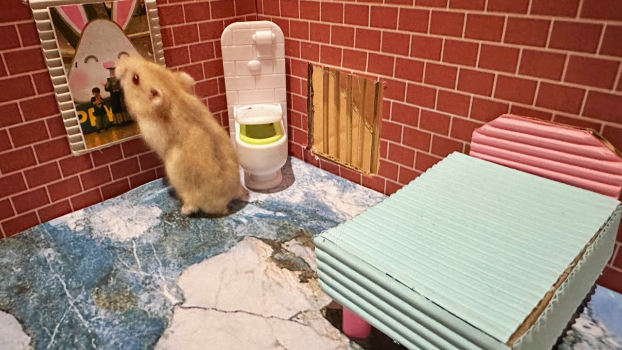 Hamster maze mini challenge and obstacle - YouTube