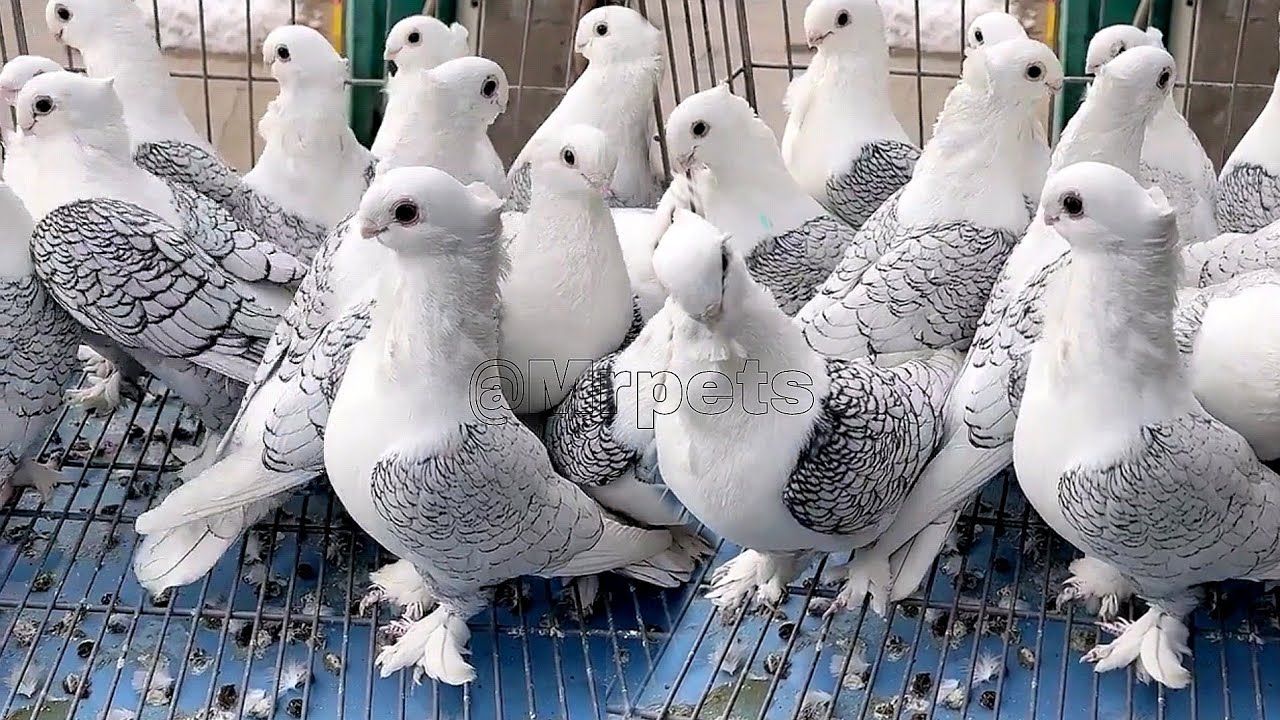 Amazing fancy pigeon varieties & Breeding fancy pigeons || fancy pigeon name - Satinette pigeons ...