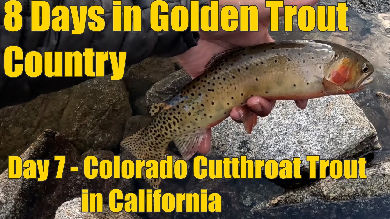 8 Days in Golden Trout Country Day 7 | Backpacking & Fishing For ...