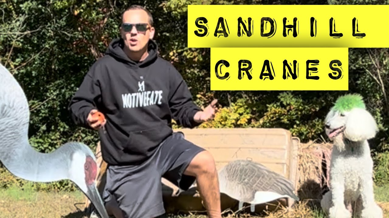 Top Sandhill Cranes Dog Training Tips - YouTube