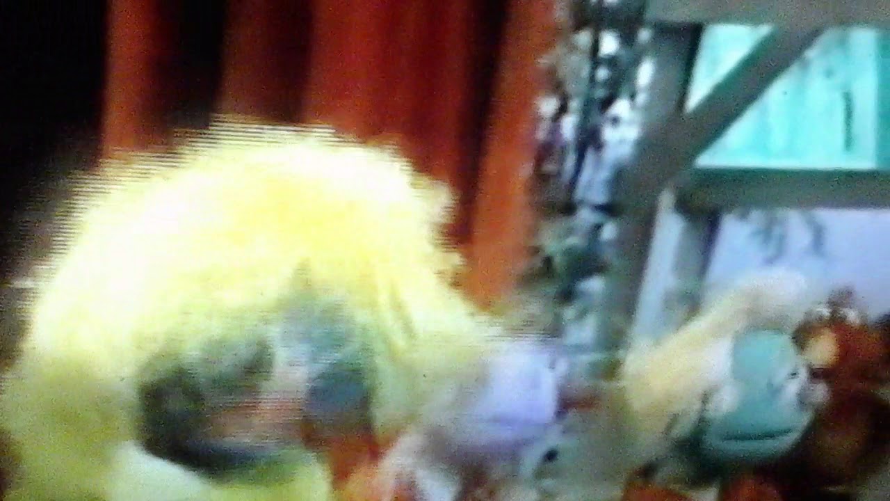 Classic Sesame Street: Cluck Around The Clock - YouTube