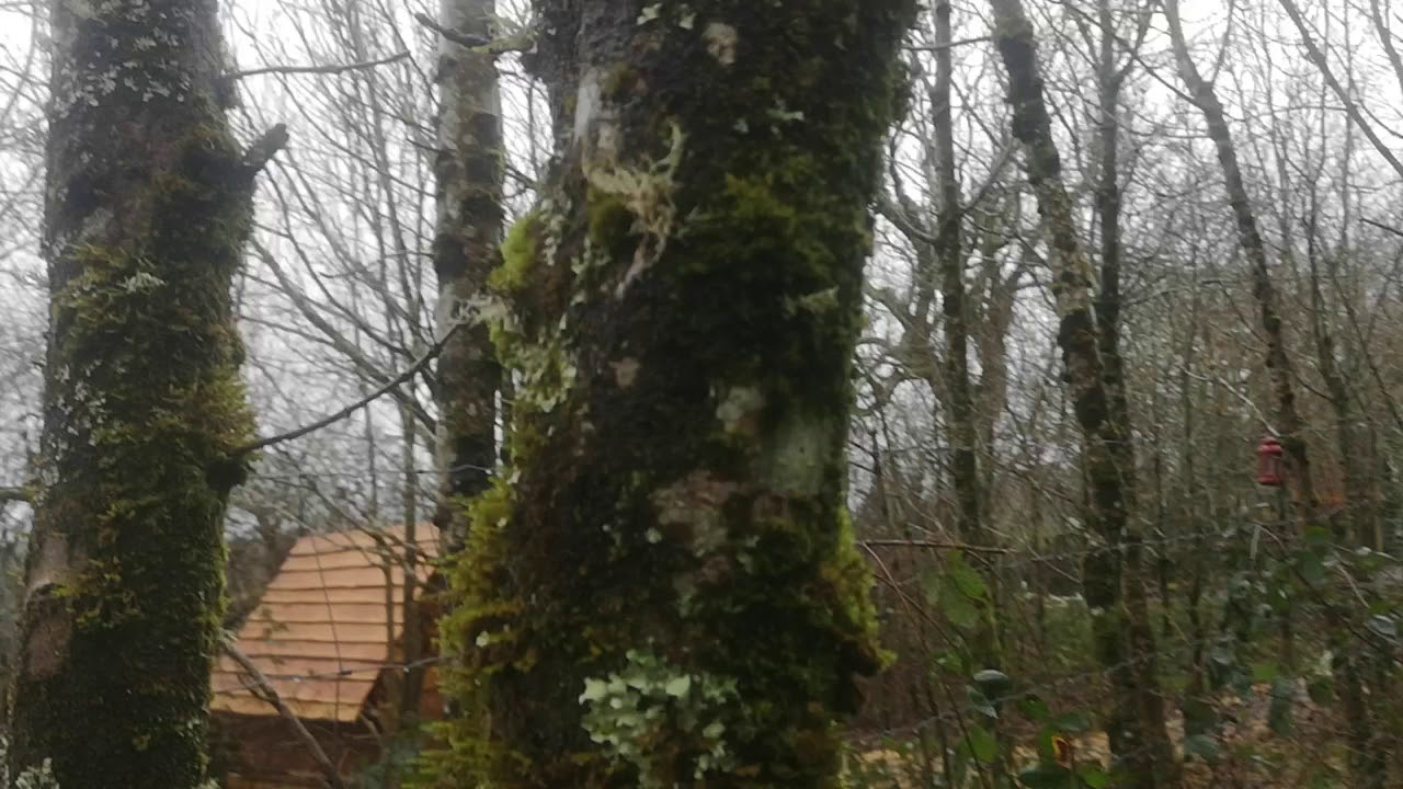 Creaky Ash Tree - YouTube