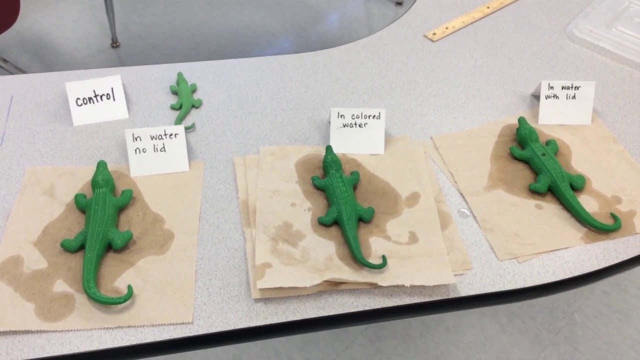 Day 5 Primary: Growing Alligators - YouTube