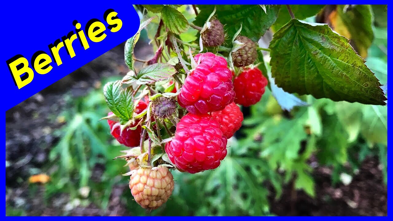 Heritage Raspberry Producing (CRAZY) - Mid December 2017 - YouTube
