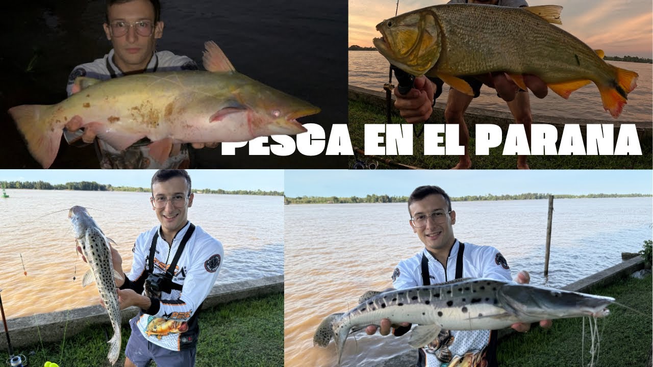 PESCA DE SURUBI, DORADO, MANDUVAS, MORENA GIGANTE, PATI, TARARIRAS ...