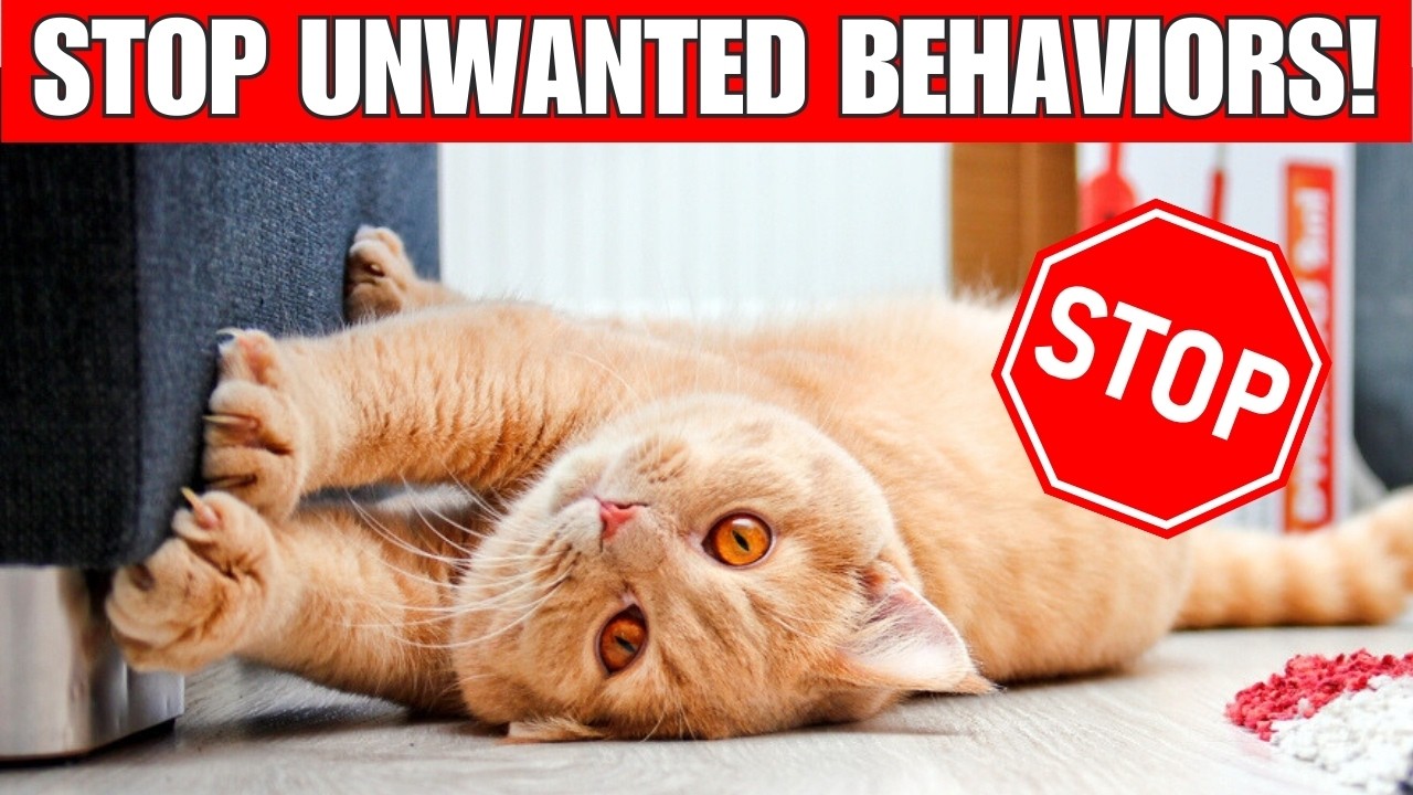 STOP UNWANTED Cat behaviors with these Simple Tricks! - YouTube