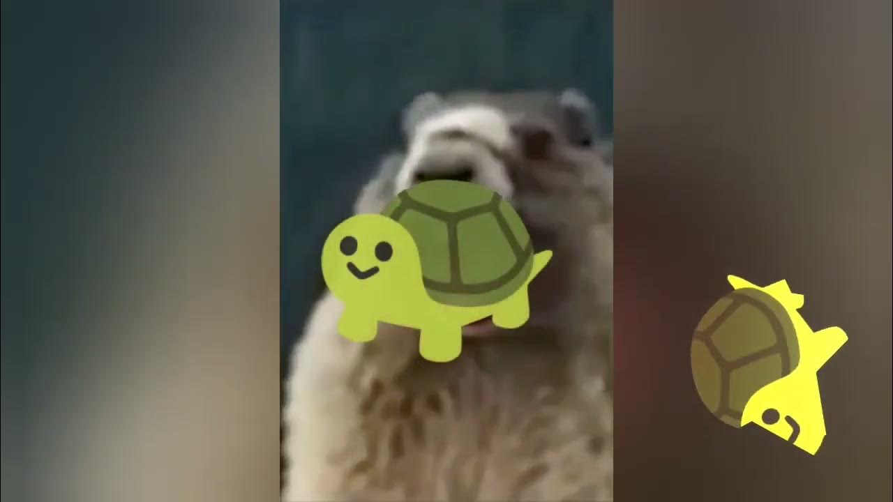 Slap Cause Turtle Slaps - Turtlebeat12 - YouTube