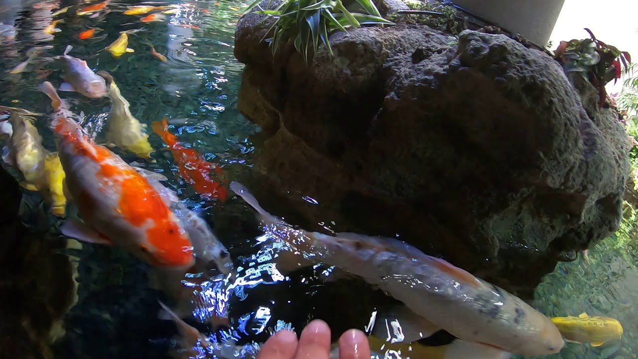 Fish Petting Pool ! Paris Aquarium | 2019 | 4K60 - YouTube