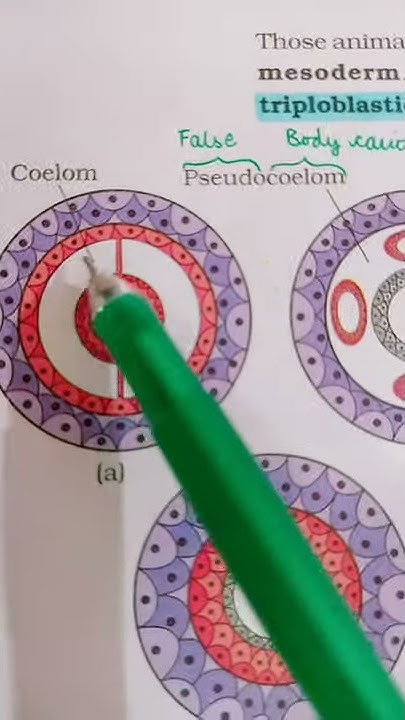 What is coelom? Class 11 Bio - YouTube