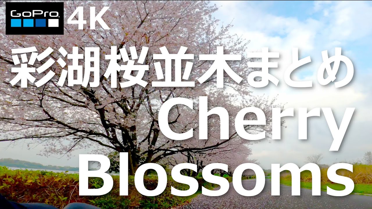 4K CYCLING | cherry blossoms scenerys of Saiko lake, Japna! End of the ...