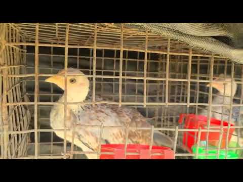 Mostrando pal de pollito giro