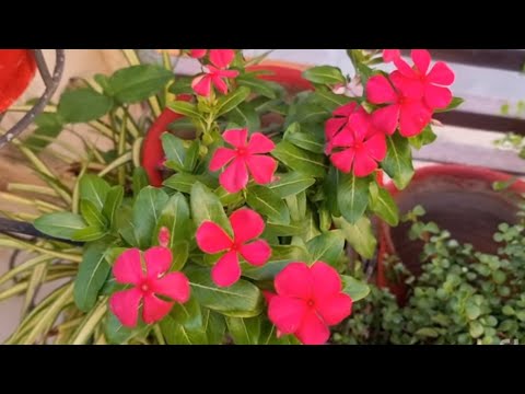 How to Get 500% more Flowers in plants - YouTube