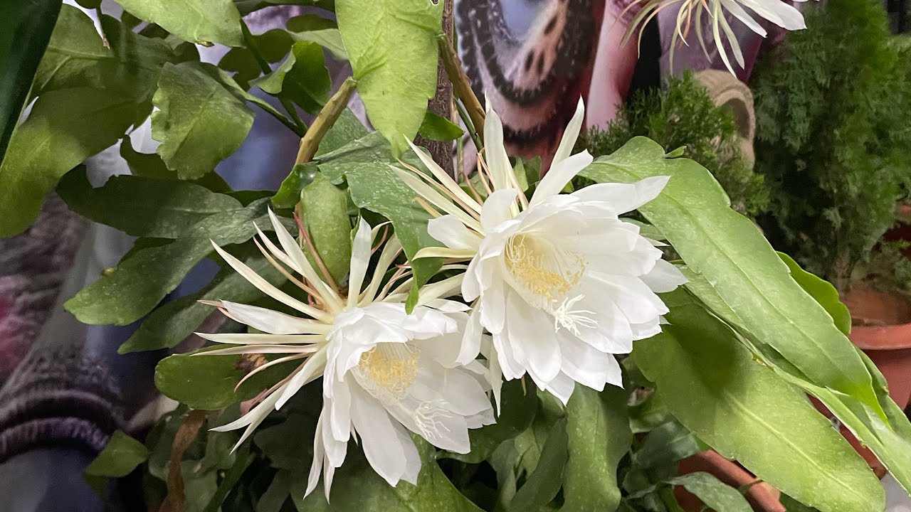 Brahma Kamalam flower blooms in home (Queen of night blooms) #plants # ...