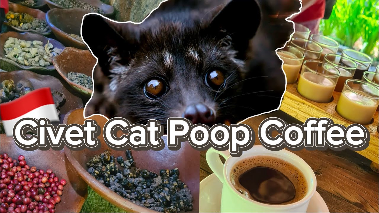 Try BALI Civet's Coffee POOP! BEST TASTE of Goreng & BEST Tour guide ...