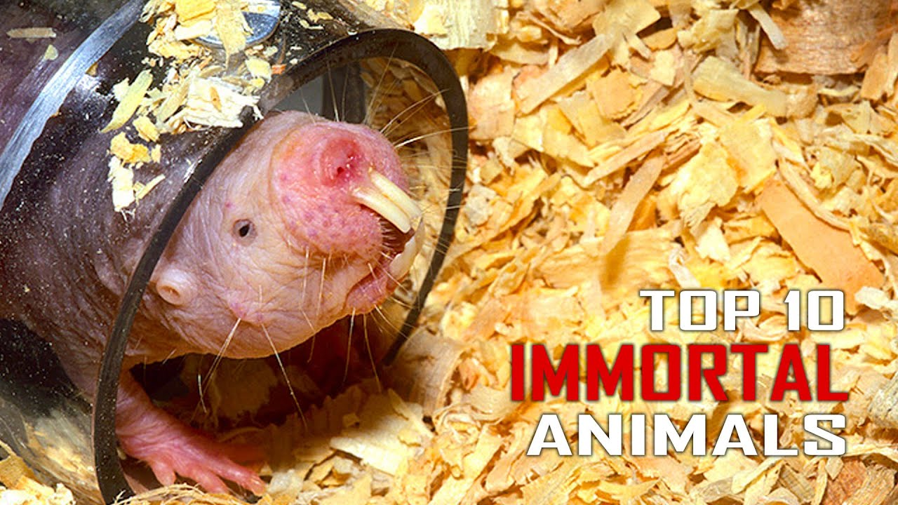 Top 10 Animals That Hold The Key To Immortality - YouTube