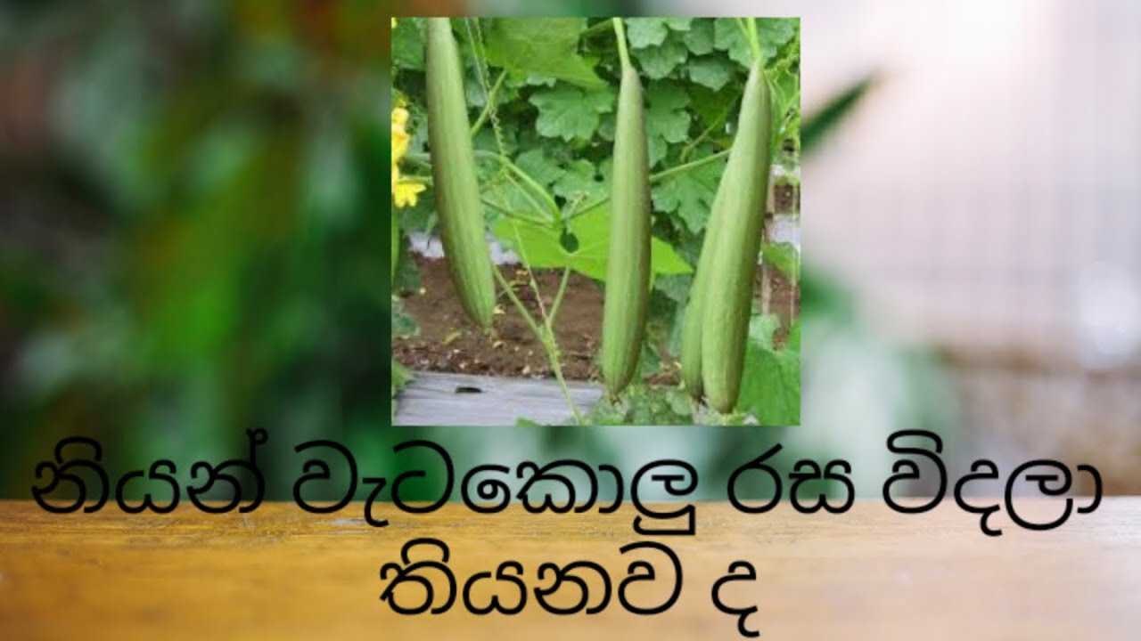 niyan watakolu dakala netti ayataa - YouTube