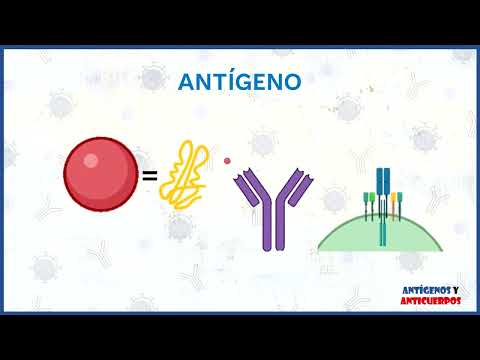 Antígeno y Anticuerpo Inmunología Médica Equipo 03