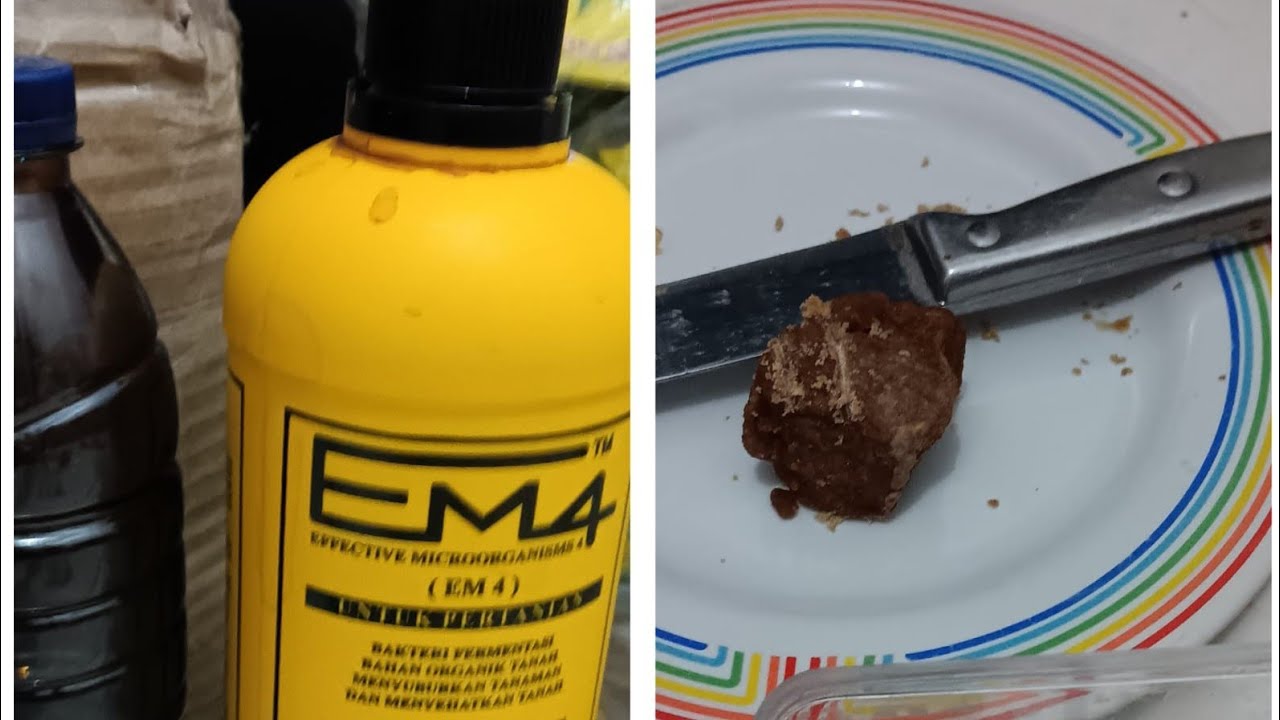 Make decomposer EM4 stronger with brown sugar 18/8/2025 - YouTube