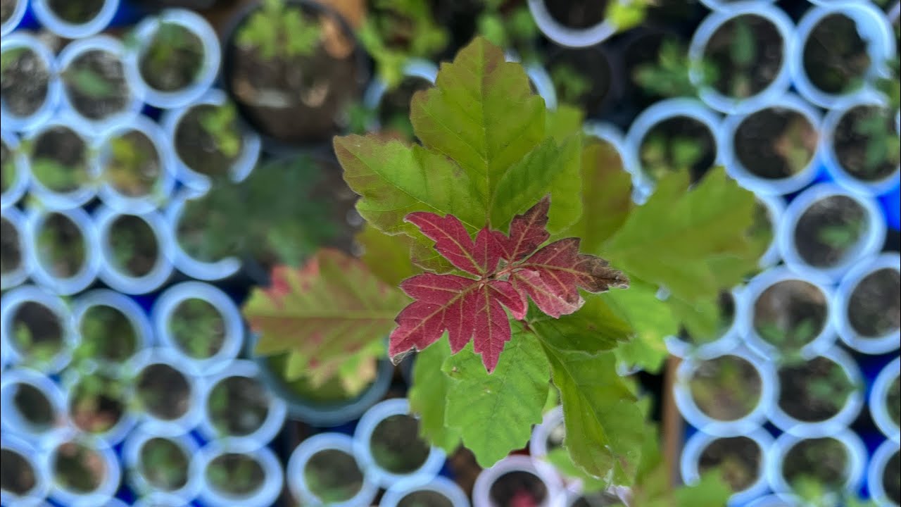 Paperbark Maple Seedlings - YouTube