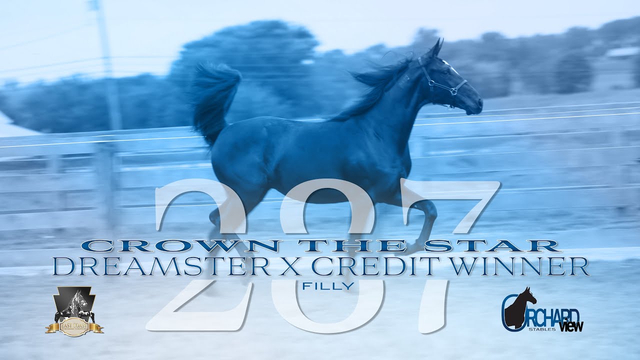 Lot# 287 @ECSYS ** Crown The Star ** filly ( Dreamster- Credit Winner ...